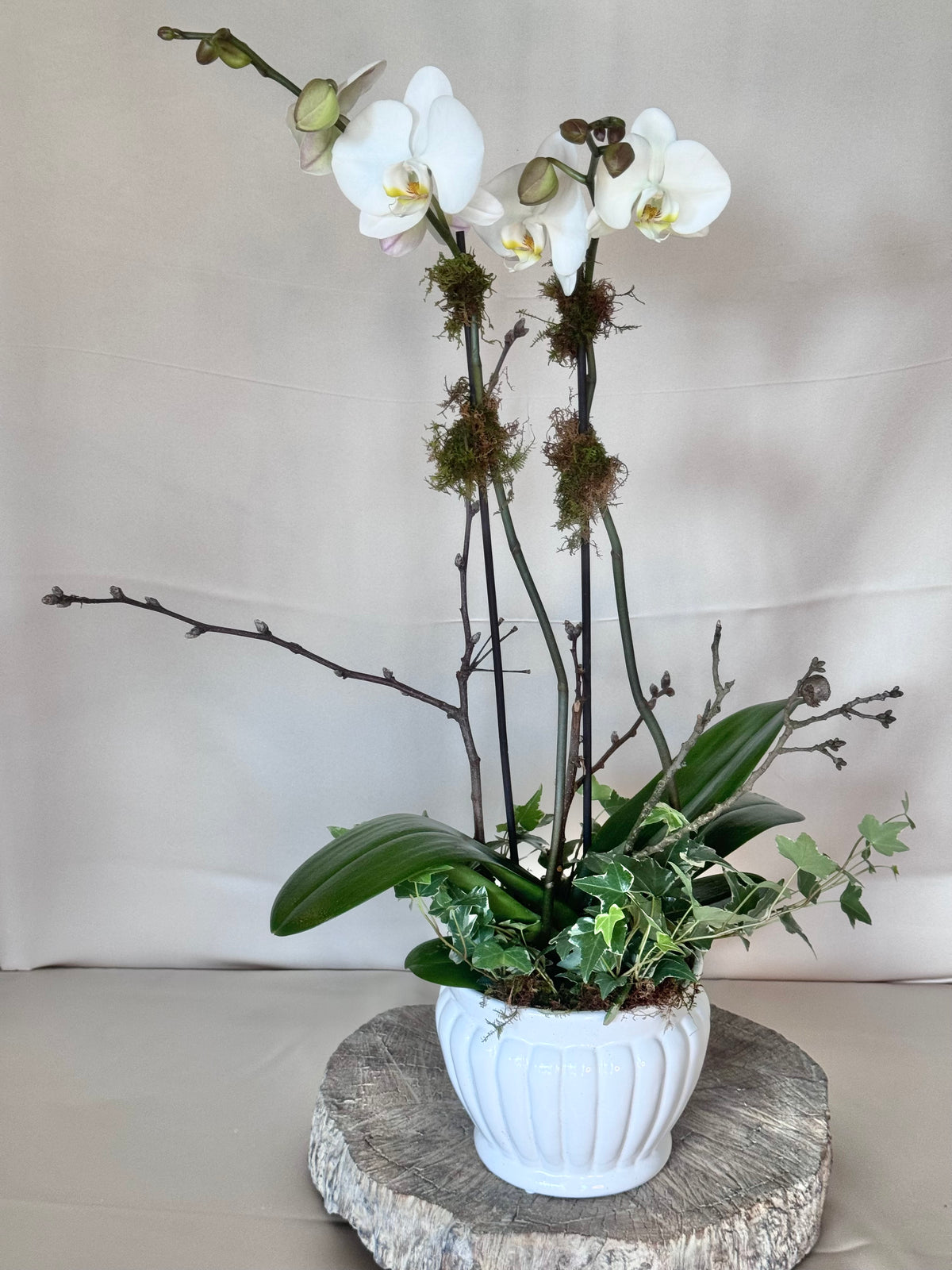 Double Orchid in White Cache Pot | Fox and the Fleur